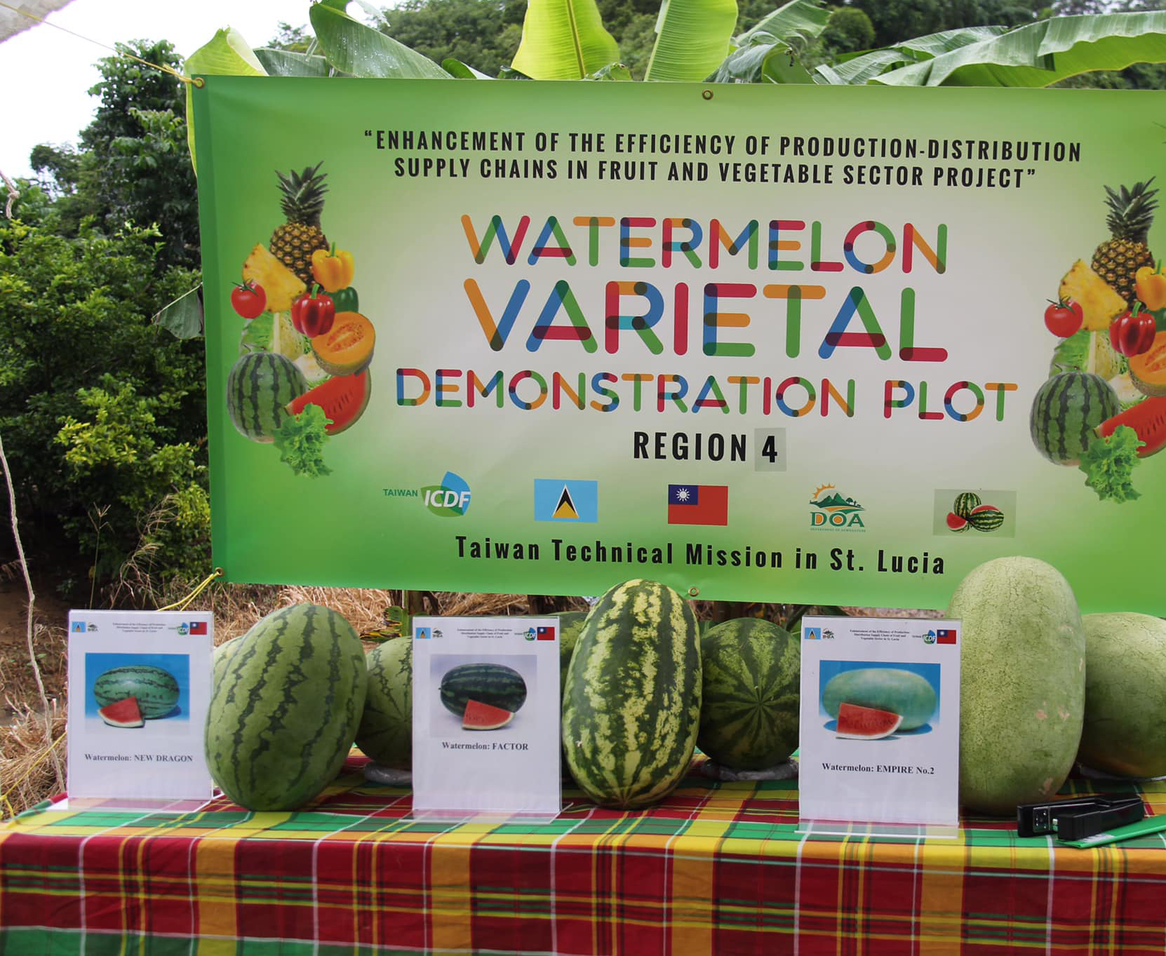 Seven Crops Project hosted a Watermelon Sampling in Malgretoute, Micoud ...