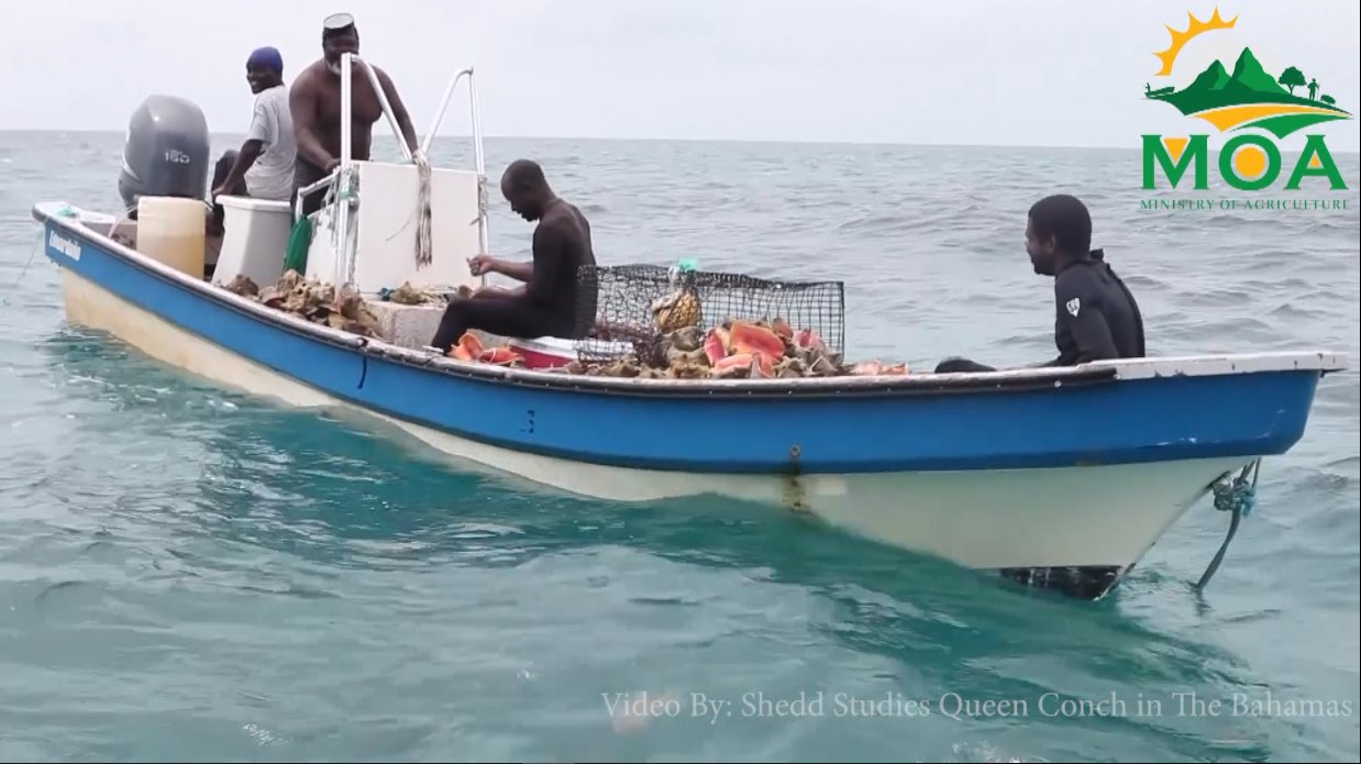 UNCTAD-OECS Blue BioTrade Project. - Ministry of Agriculture. Fisheries ...