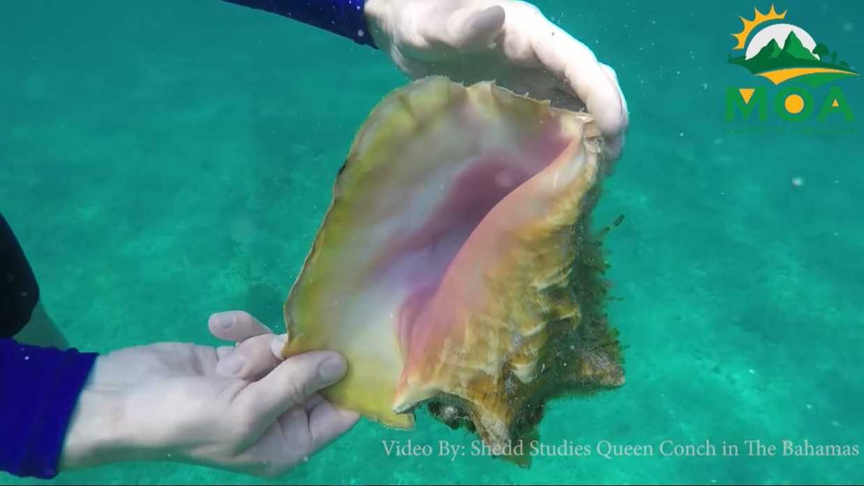 UNCTAD-OECS Blue BioTrade Project. - Ministry of Agriculture. Fisheries ...